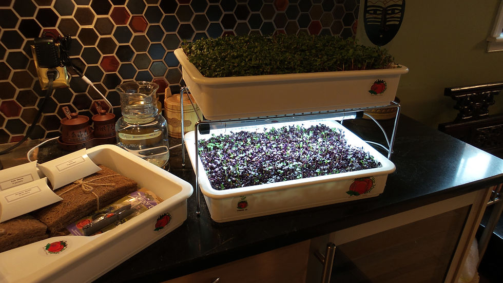 Deluxe Microgreen HomeKit | cityhydro
