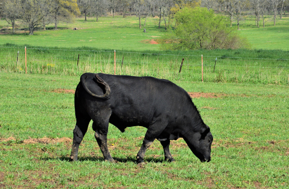 Sale Bulls | CFF Irish Blacks