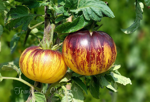 Rebel Starfighter Kayleigh Anne | Tomate de charme