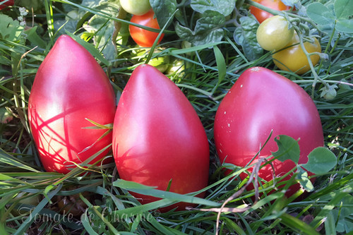 Petrucha le jardinier - Petrusha ogorodnik | Tomate de charme