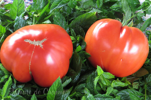 Homer's German Oxheart | Tomate de charme