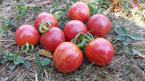 Pink Vernissage - Rozovy Vernisazh | Tomate de charme