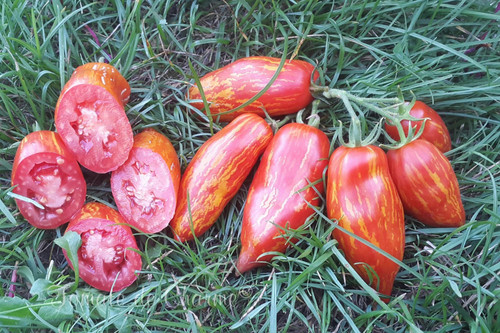 Dwarf Pepper Like Stripe | Tomate de charme