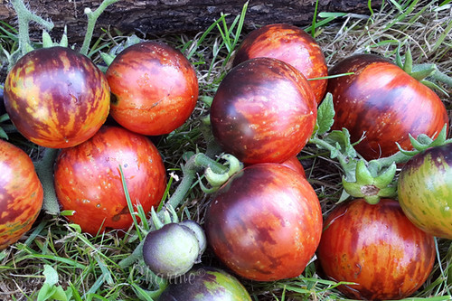 Antho Striped Dwarf | Tomate de charme