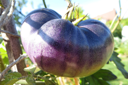 Lucid Gem | Tomate de charme