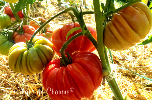 Riccio di Parma | Tomate de charme