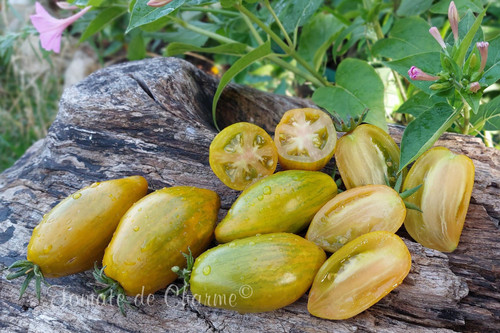 Dwarf Saucy Mary | Tomate de charme