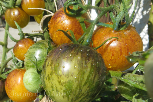 Primary Colors | Tomate de charme