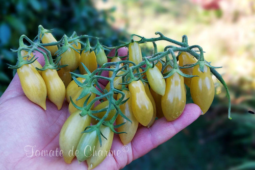 My Dancing green fingers | Tomate de charme
