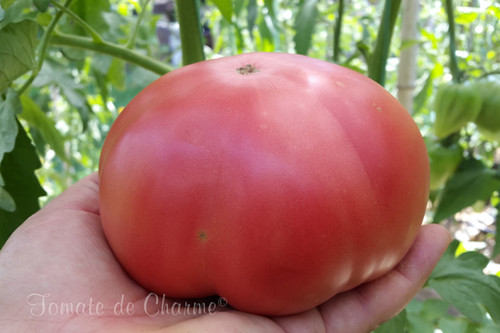 Sandul Moldovan | Tomate de charme
