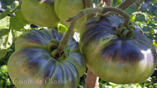 Blue Beauty | Tomate de charme