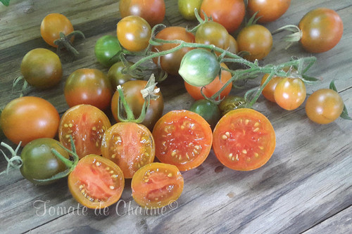 Evil Olive | Tomate de charme