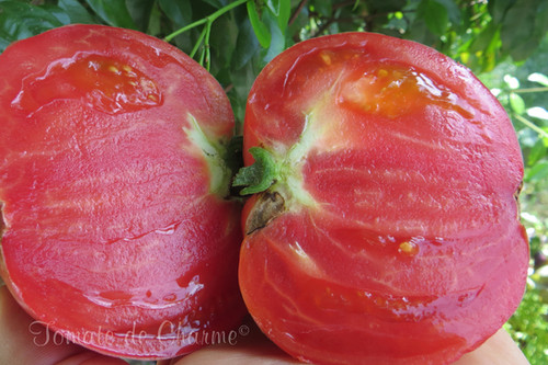 Yuvel (Jewel) | Tomate de charme
