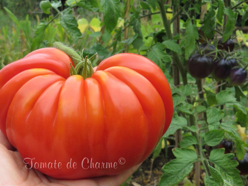 Riccio di Parma | Tomate de charme