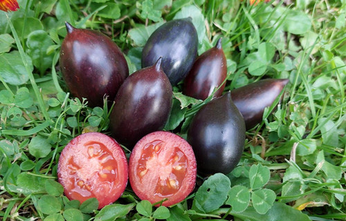 Midnight Roma | Tomate de charme