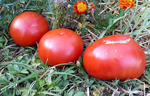 Brandywine OTV | Tomate de charme