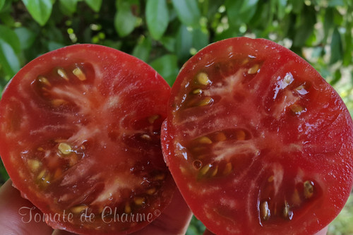 Hazy's Dream | Tomate de charme