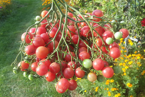 Rose Quartz multiflora | Tomate de charme