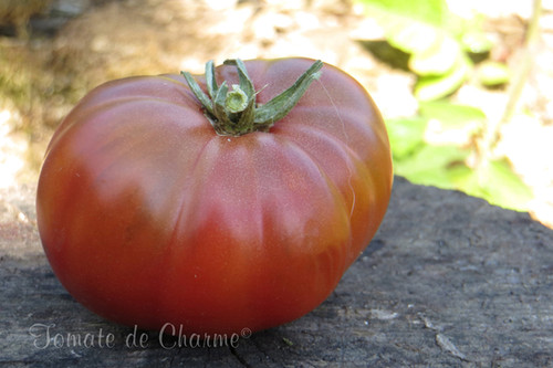 Wild Fred | Tomate de charme