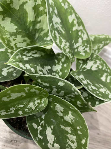 Silver Satin Potho 4”Pot Multiple Stems | PrityPlants