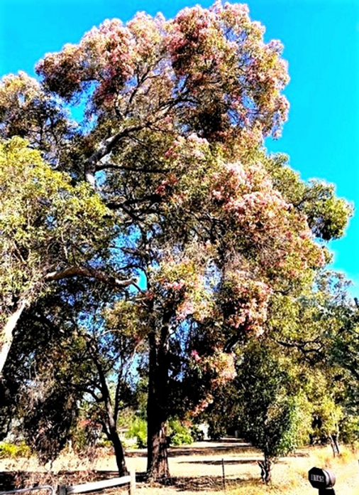 Rediscovering Western Australia's rarest tree