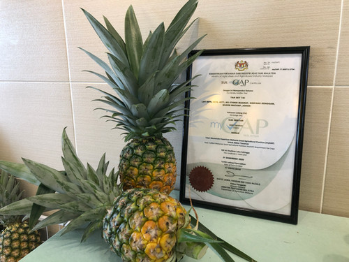 S sized MD2 Pineapple | Goldenpine