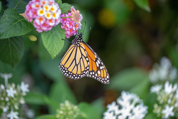 ABOUT | Monarch Sanctuary