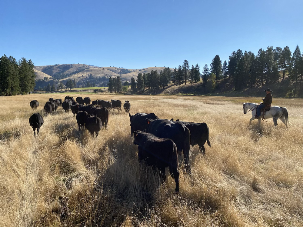 Two Feathers Ranch: The Stars of the Show