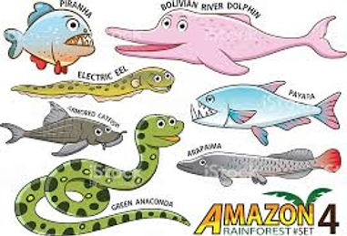 ANIMALES ACUÁTICOS DEL AMAZONAS