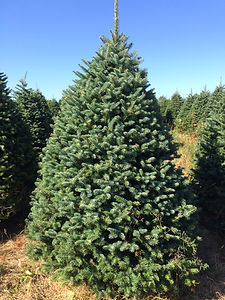 Wholesale Christmas Trees | Fraser Fir and Balsam Fir | Valfei