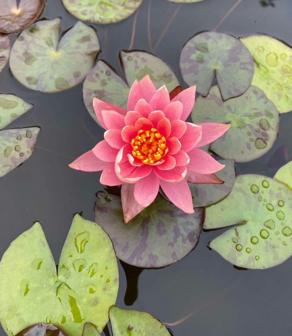 Le Yoga : mon ancre, ma boussole, ma source de Joie