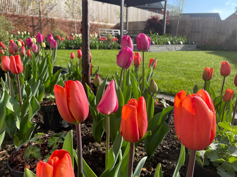 Tulip mania