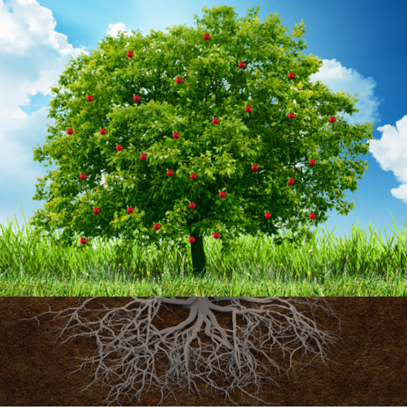 Our Philosophy | Sigmoid Wellbeing