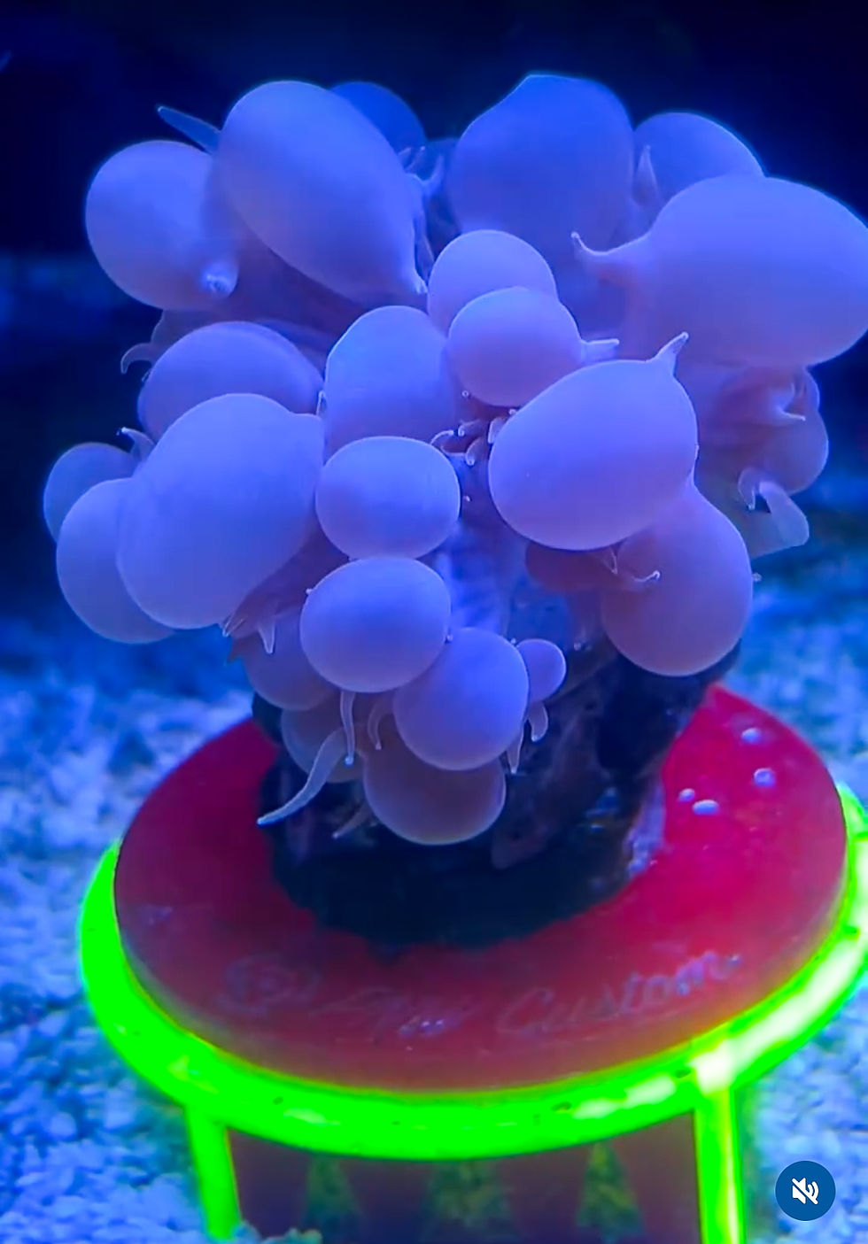 Frag Racks & Stands | Pnwcustom