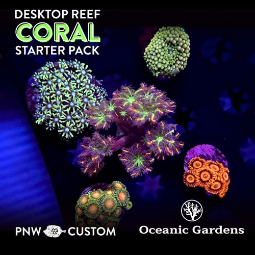 Desktop Reef Coral Starter Pack | PNW Custom