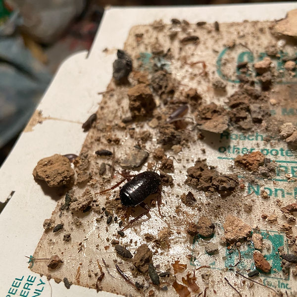 bug man and queen bee