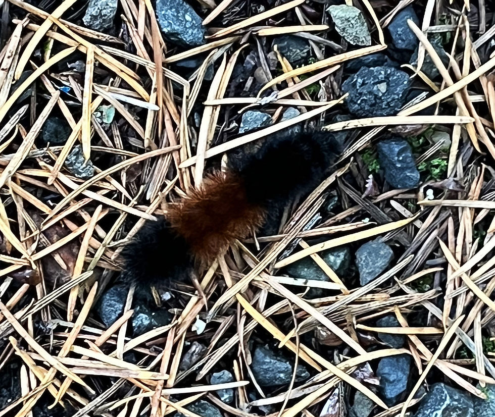 Oculus Anubis Damascus Oregon