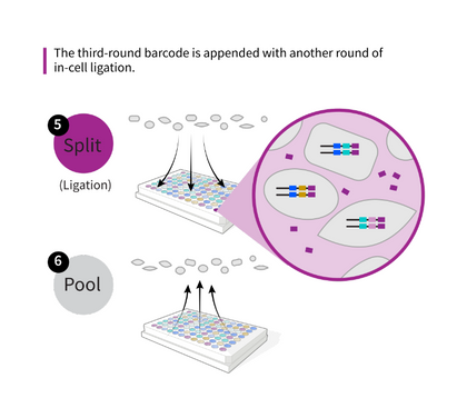 Technology | Parse Biosciences