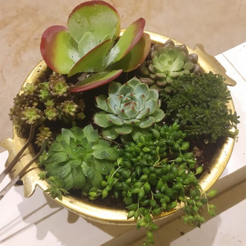 PlantScape India | Plant Nursery & Garden Centre