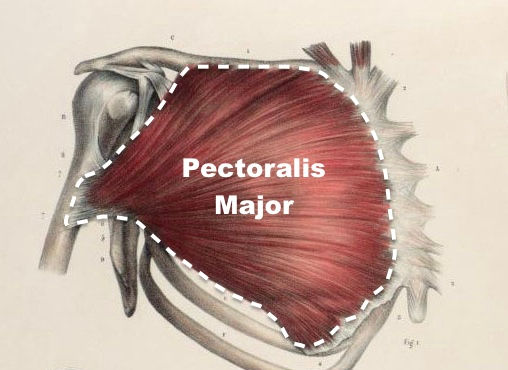 Oblique Muscle Injury