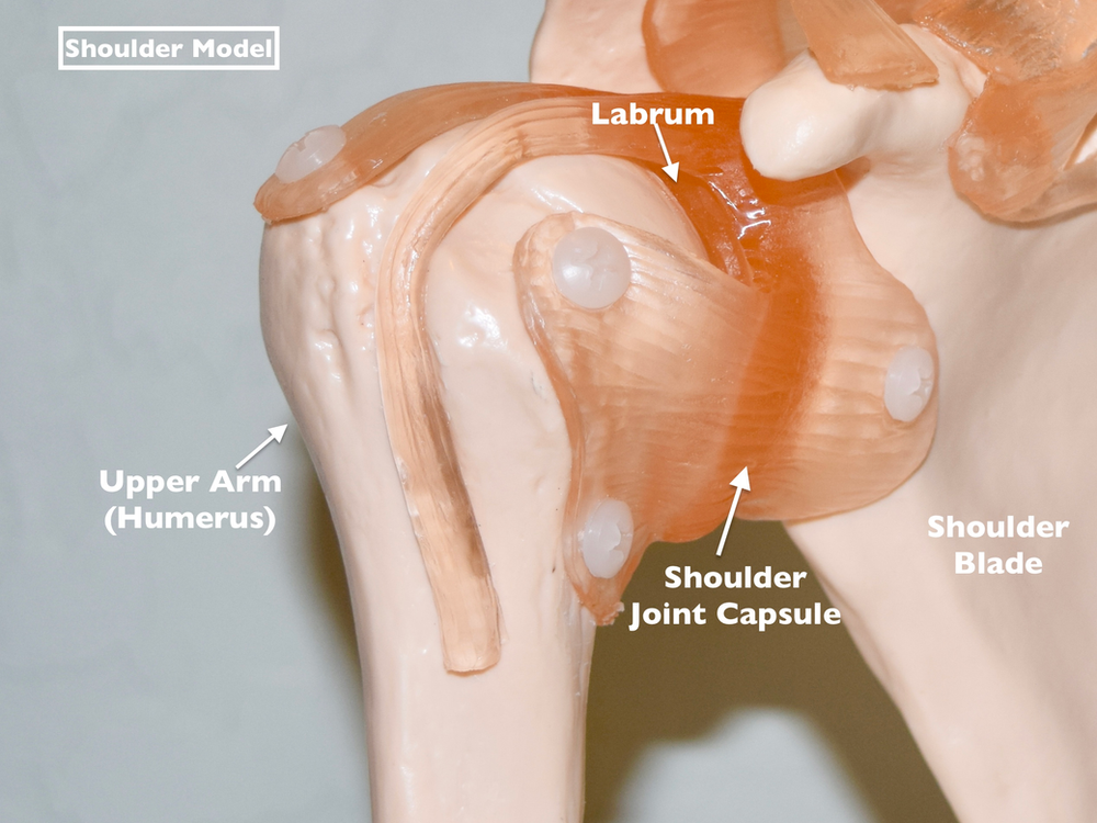 Injury Analysis Of A Torn Labrum Shoulder 