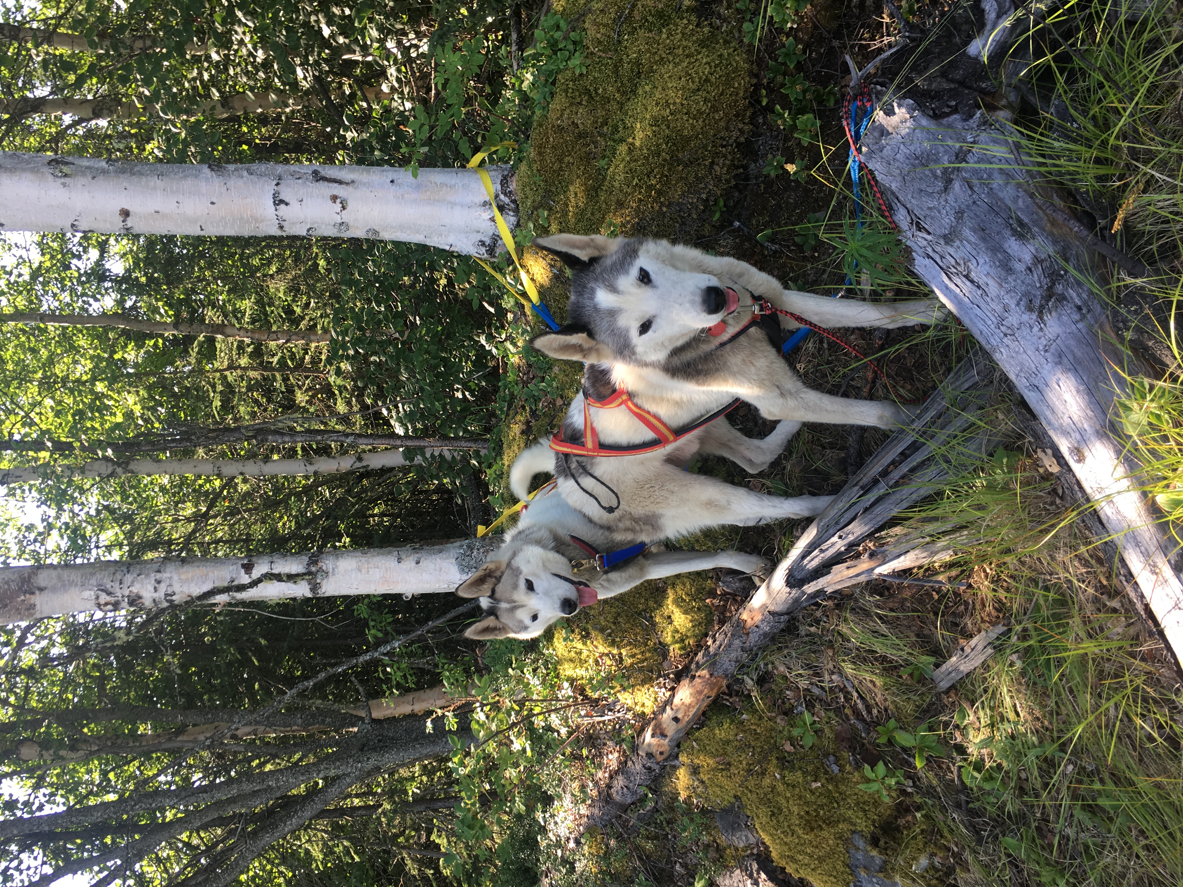 Husky Hike Tour | Arctic Dog Adventure Co. | Fairbanks