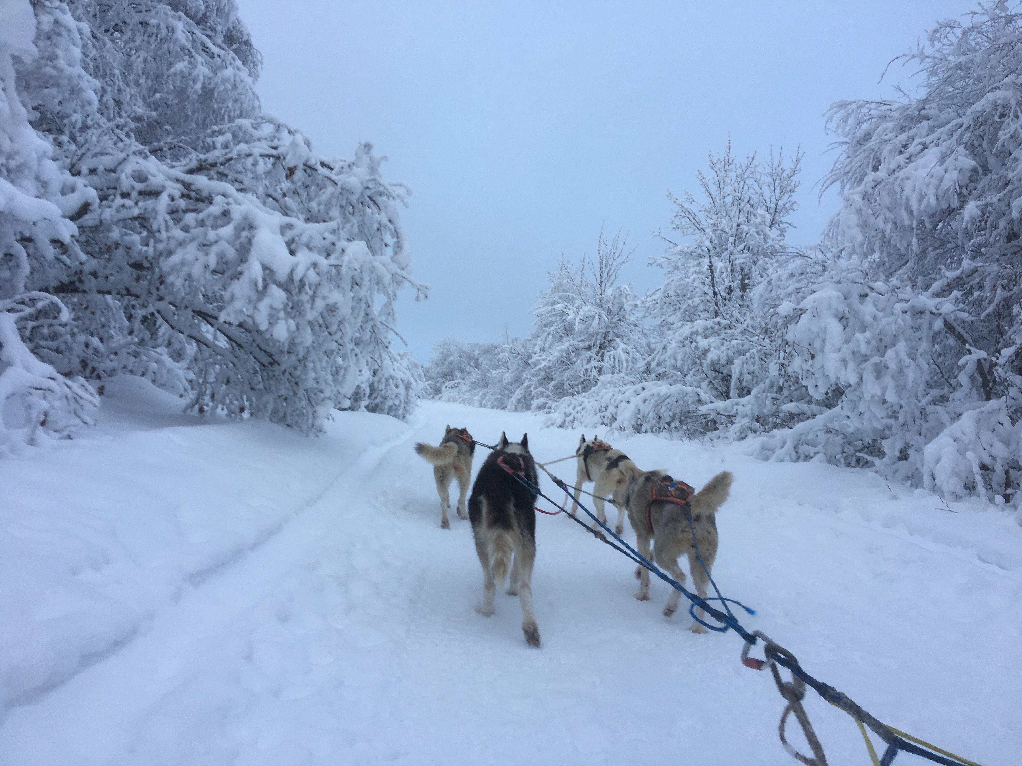 Dog Sled Rides | Arctic Dog Adventure Co. | Fairbanks, Alaska