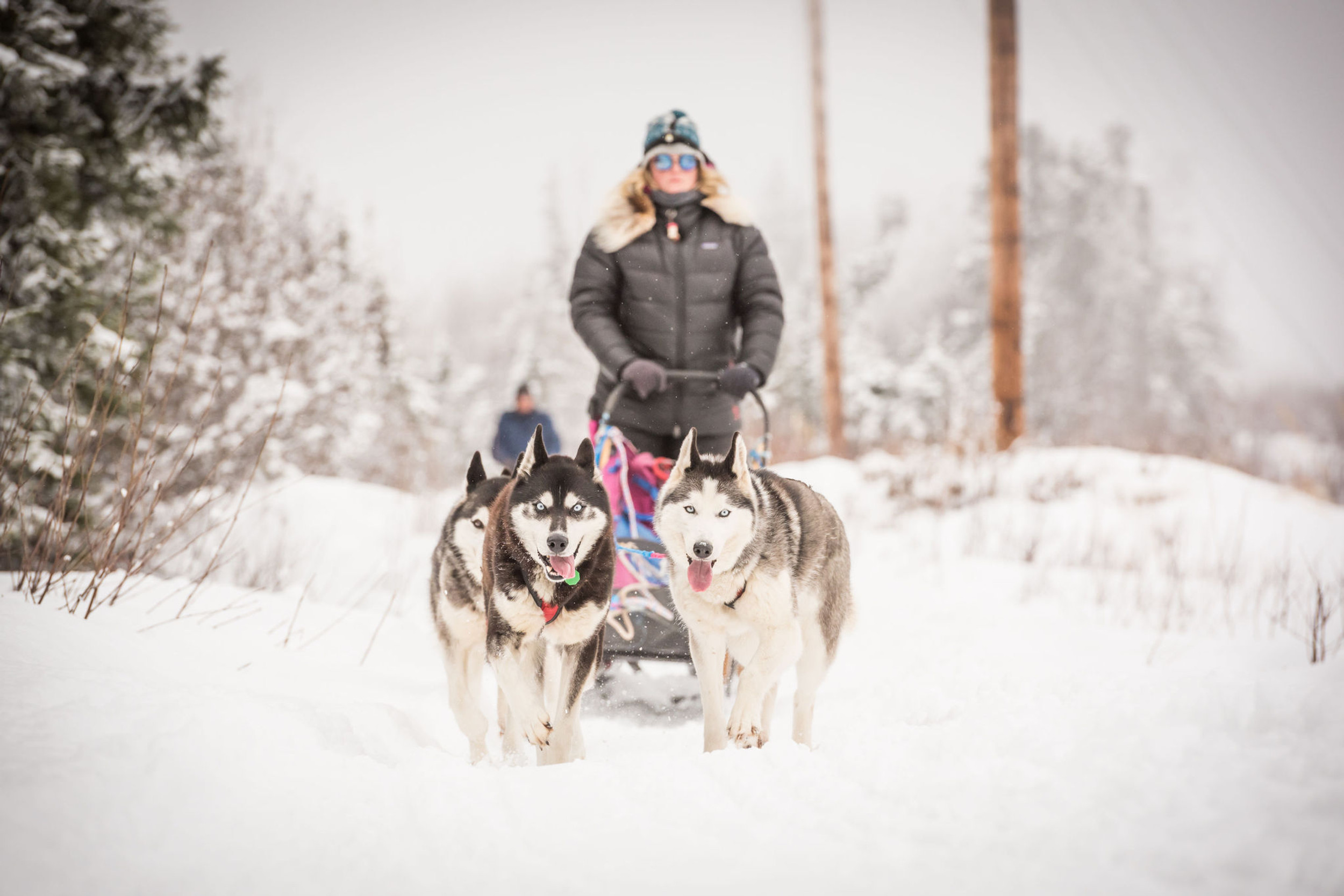 How to Drive a Dog Sled: Beginner’s Guide to Mushing