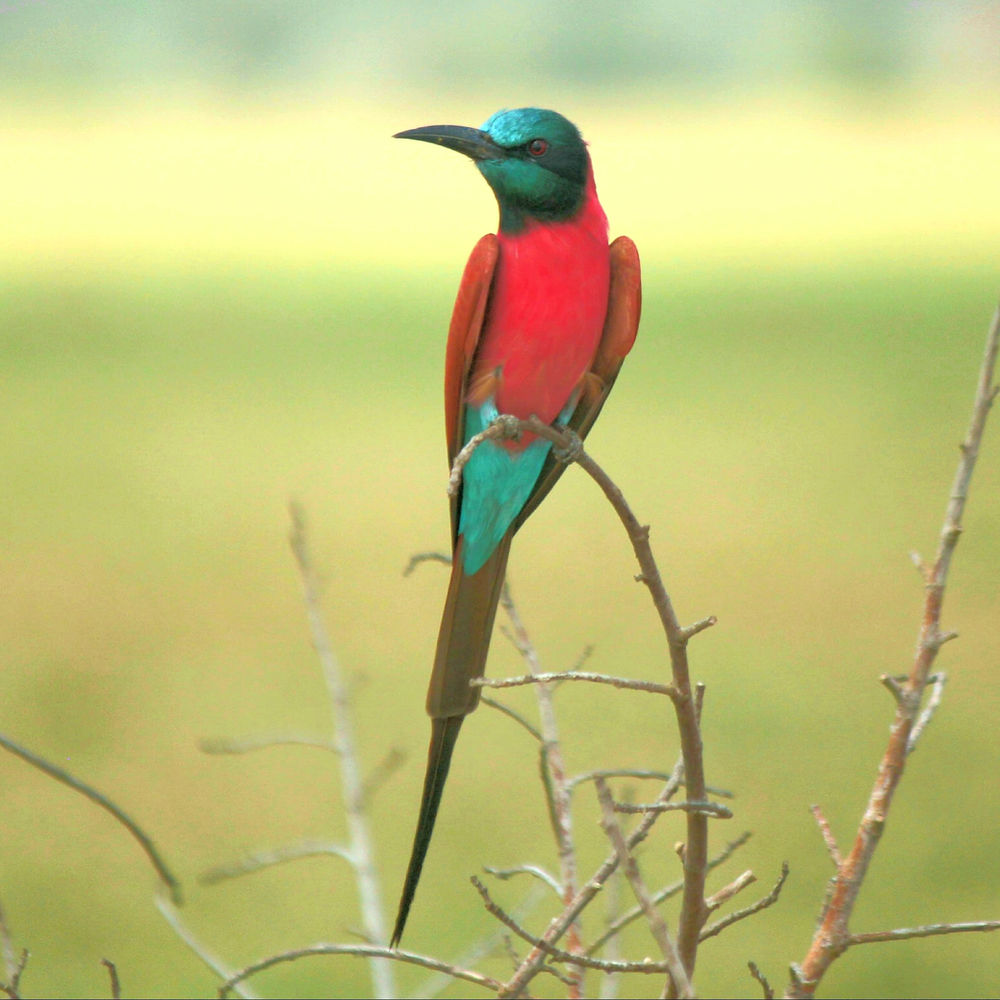 10 Beautiful Birds To See In Kenya