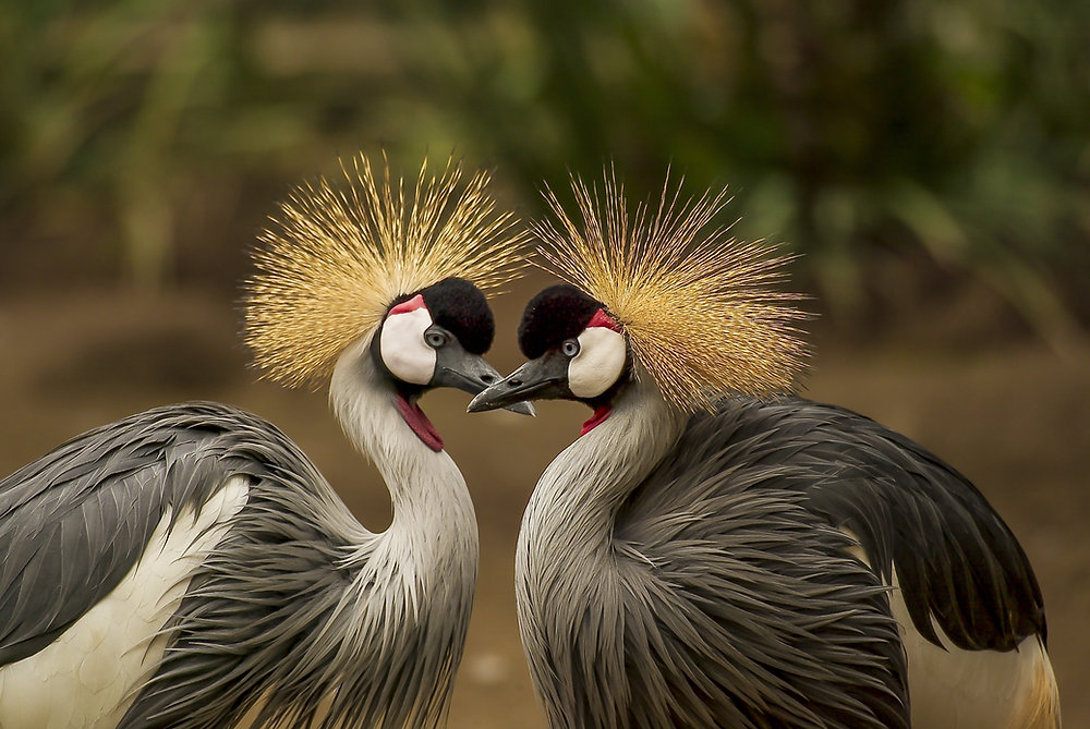 10 Beautiful Birds To See In Kenya