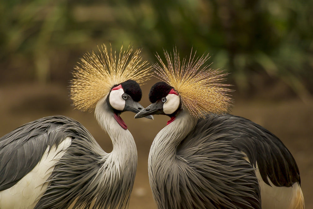 10 Beautiful Birds To See In Kenya
