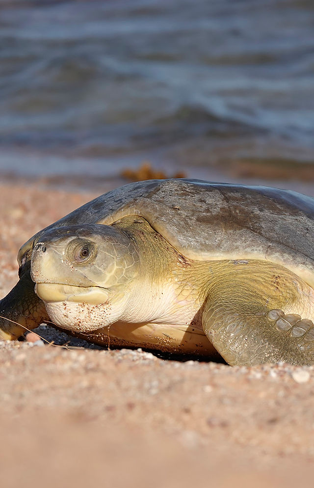 flatback turtle information