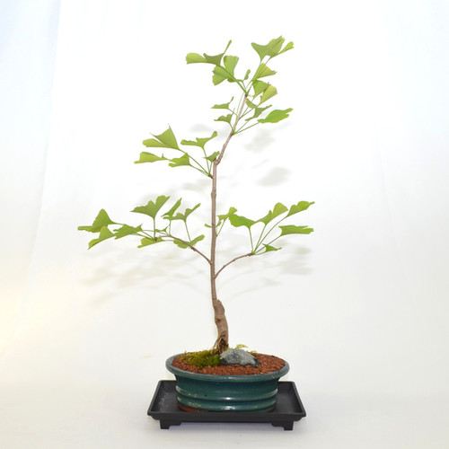 Gingko - Natural, 5 yeas old | Celestial Bonsai