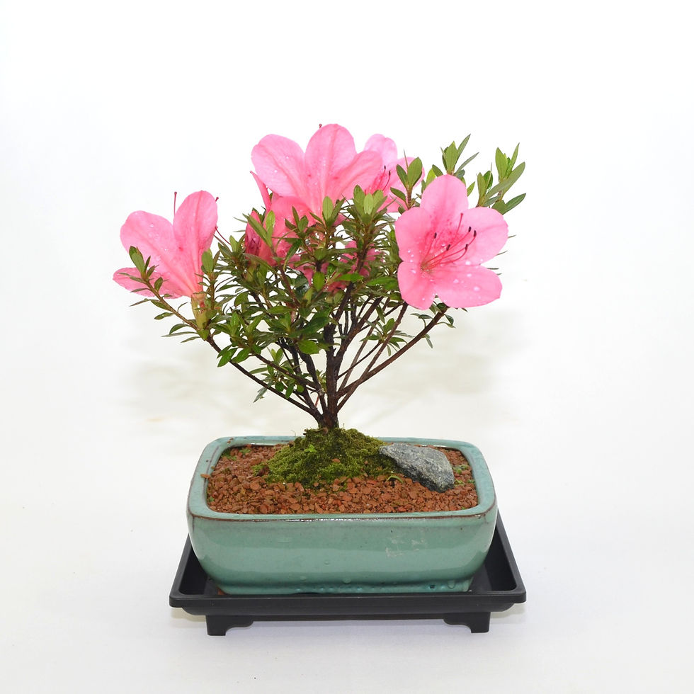 Chinzan Azalea | Celestial Bonsai